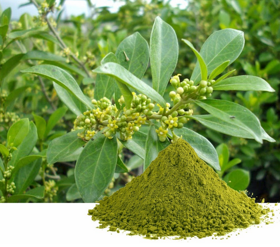 Samba Tree | Herbal Remedies & Natural Health Products for Vibrant Liv ...